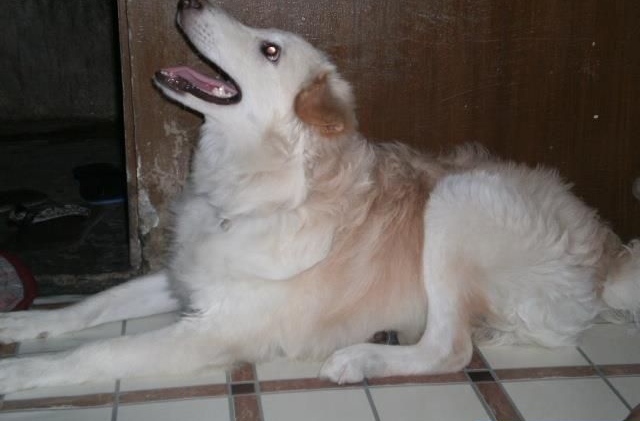 pet catalog: Labrador-Spitz