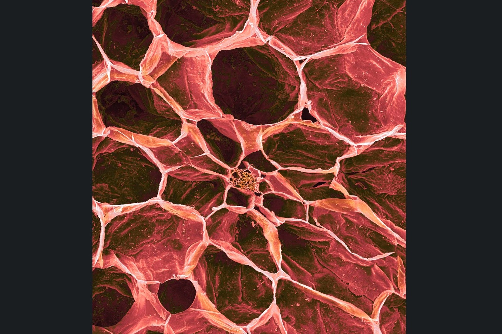 Room 9 @ Bromley: Under the Microscope