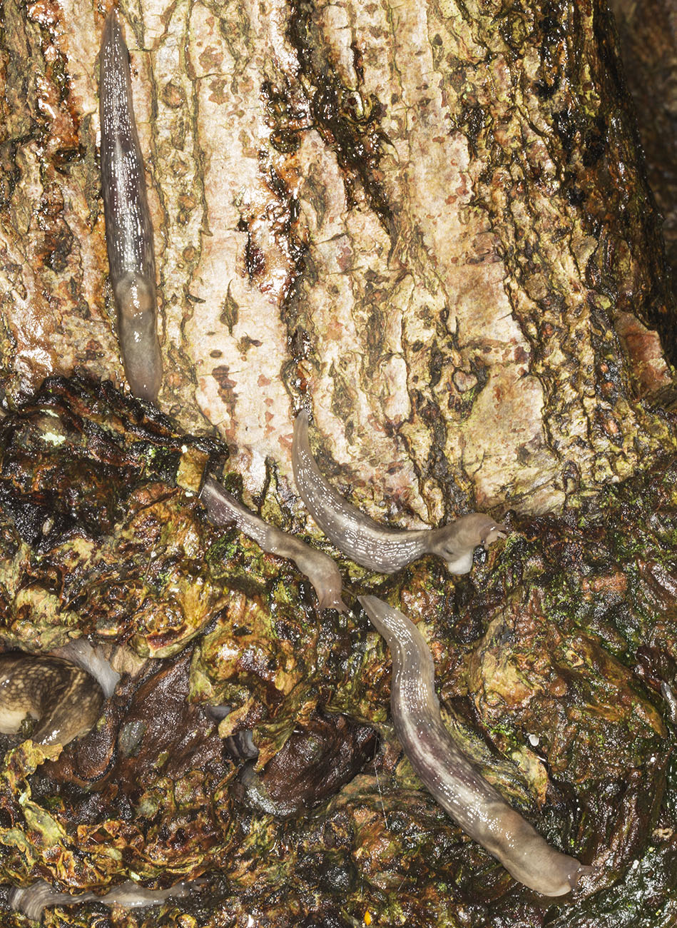 Naturally: January 2013