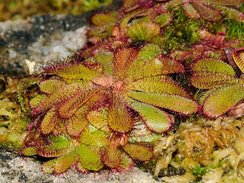 Natch Greyes' Carnivorous Plants - Drosera hamiltonii Growing Guide
