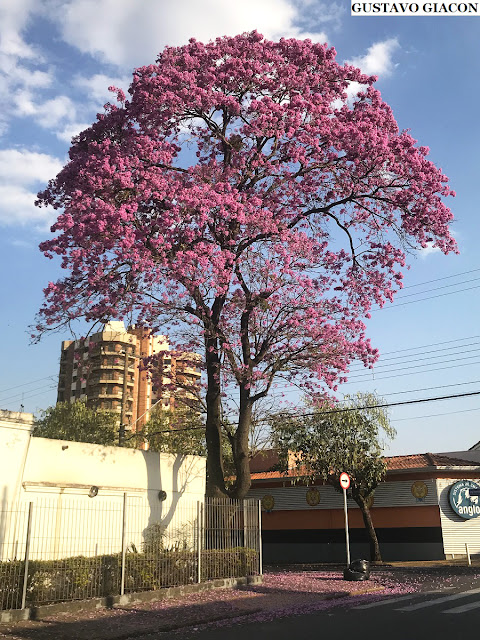 Viveiro Ciprest - Plantas Nativas e Exóticas: Ipê Roxo da Mata ...