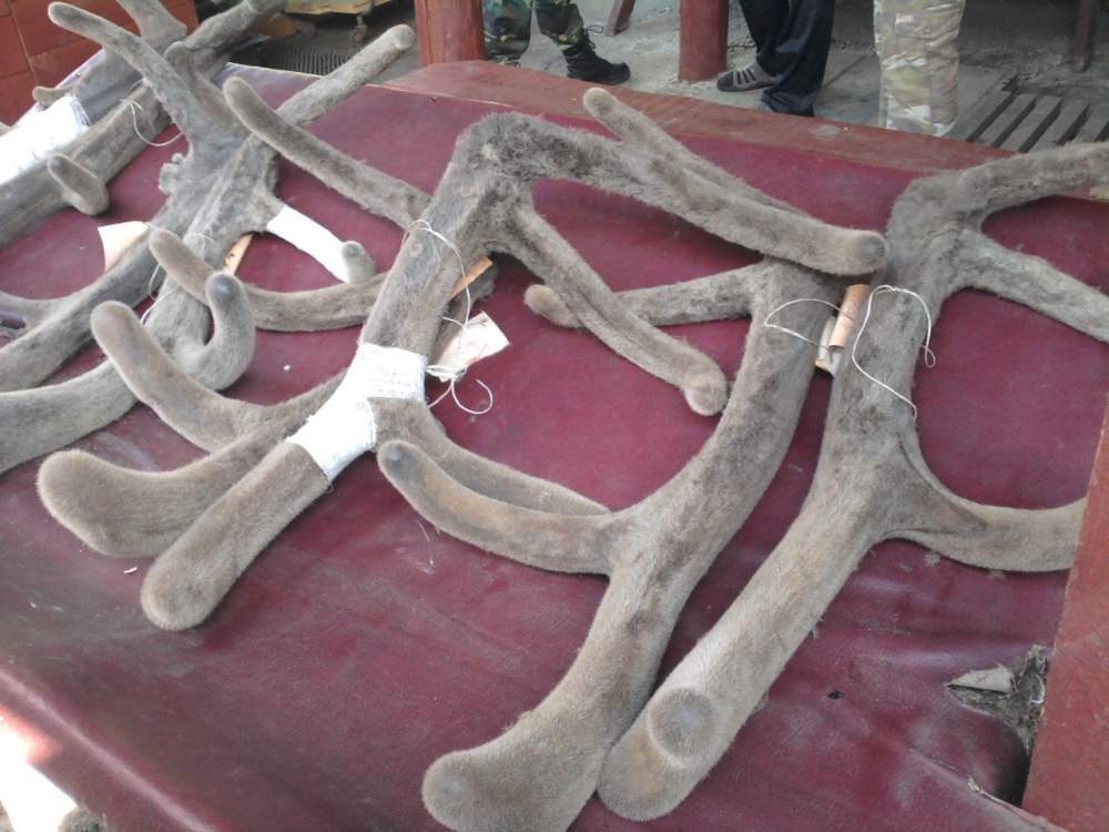 Nhung hươu và những điều cần biết « Nhung hươu, Nhung huou, Lộc nhung