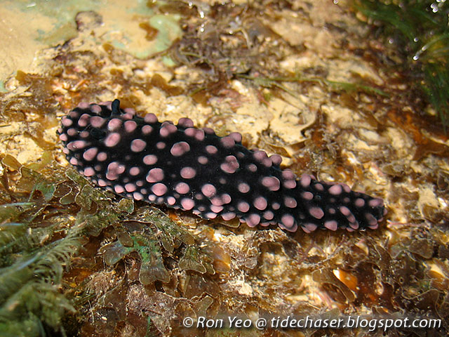 tHE tiDE cHAsER: Nudibranchs (Phylum Mollusca: Clade Nudibranchia) of ...