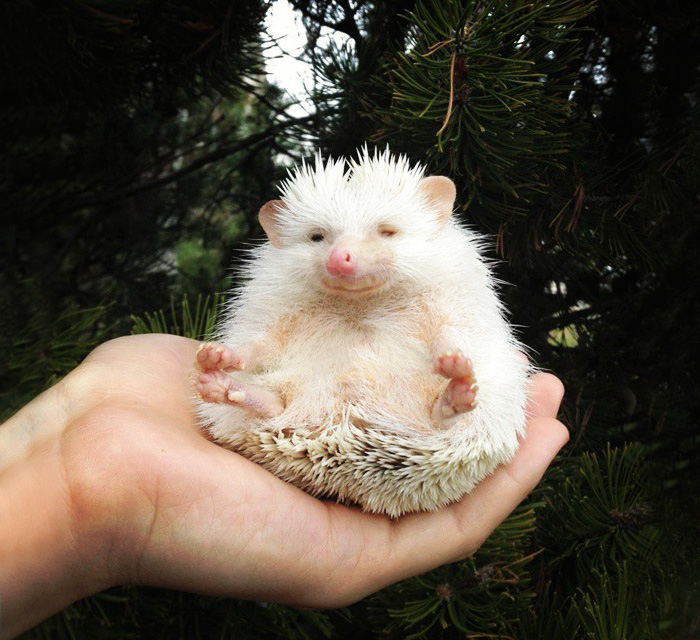 White Wolf : 16 Adorable Pictures To Celebrate Hedgehog Day