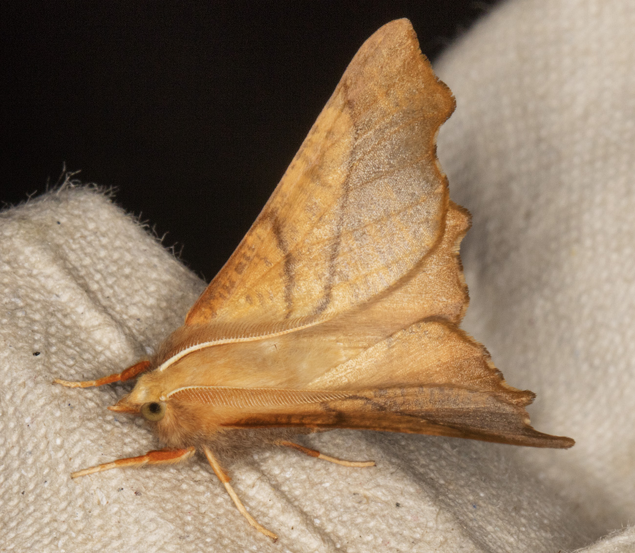 Naturally: August 2016