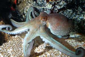 THE ANIMAL for JUST: Octopus vulgaris