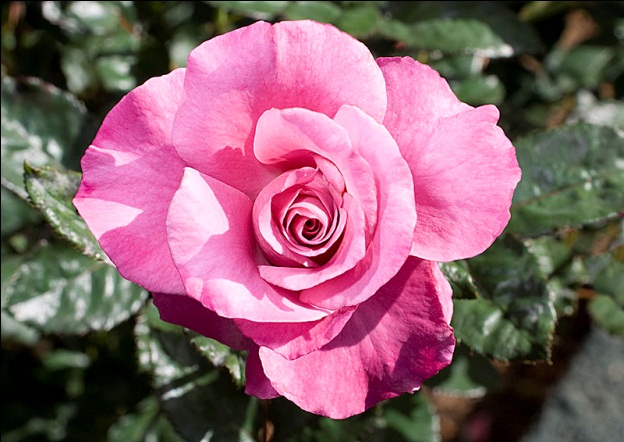 Madeira Rose Garden-English: Modern Garden Roses