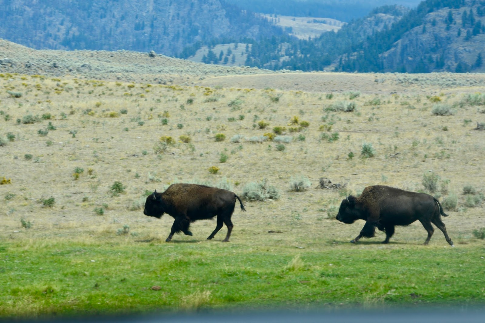 venturing4th: Lamar Buffalo Ranch - 8/19/17