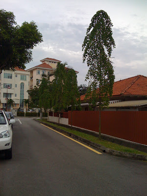 PlantWerkz: Caralia Brachiata "Honiara"