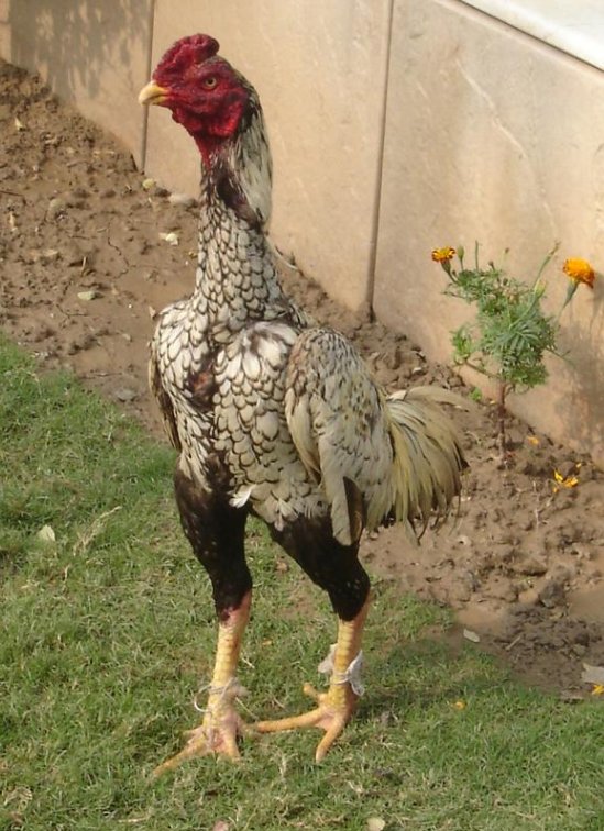 pakistani Aseel/Asil Breed Chicken