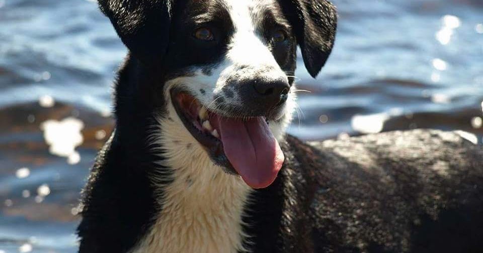 Life With a Scaredy Dog: The Water Dogs of Newfoundland