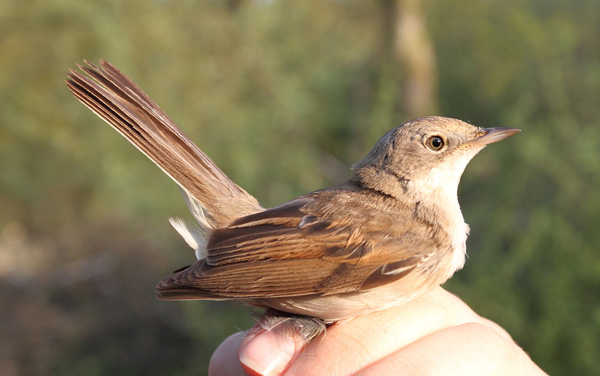 The Barley Birder: The Barley Bird has Returned - April 2011