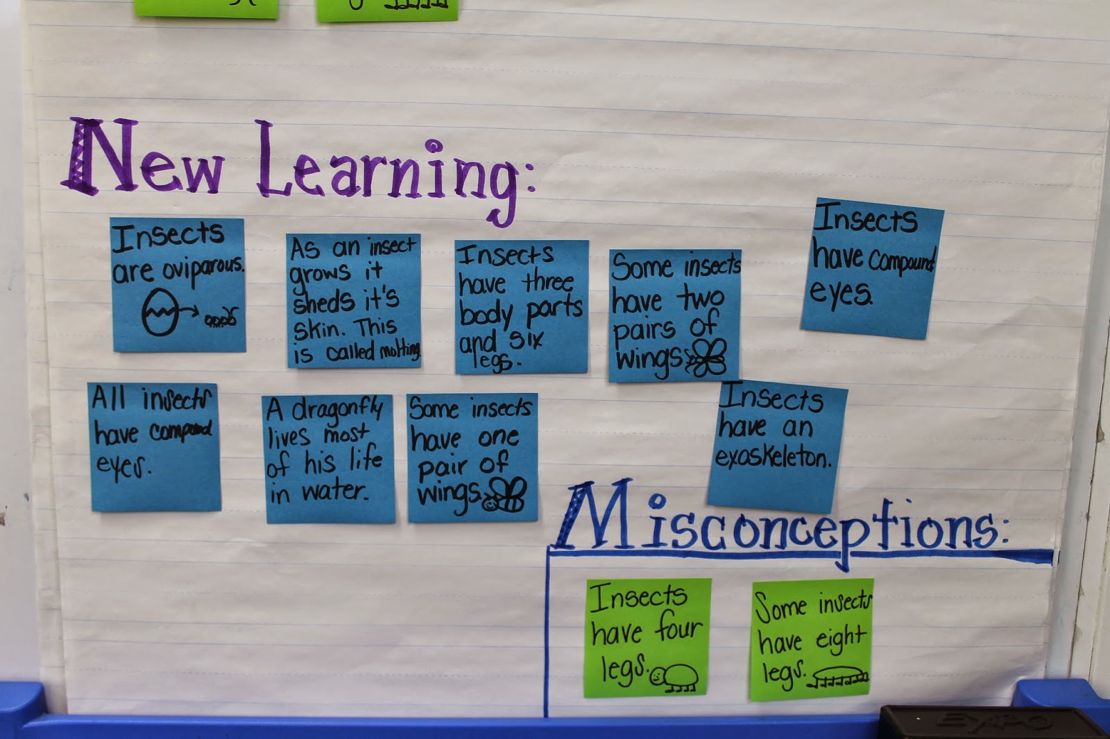 Insect Learning Fun, Freebies and a Sale! - Mrs. Jump's Class