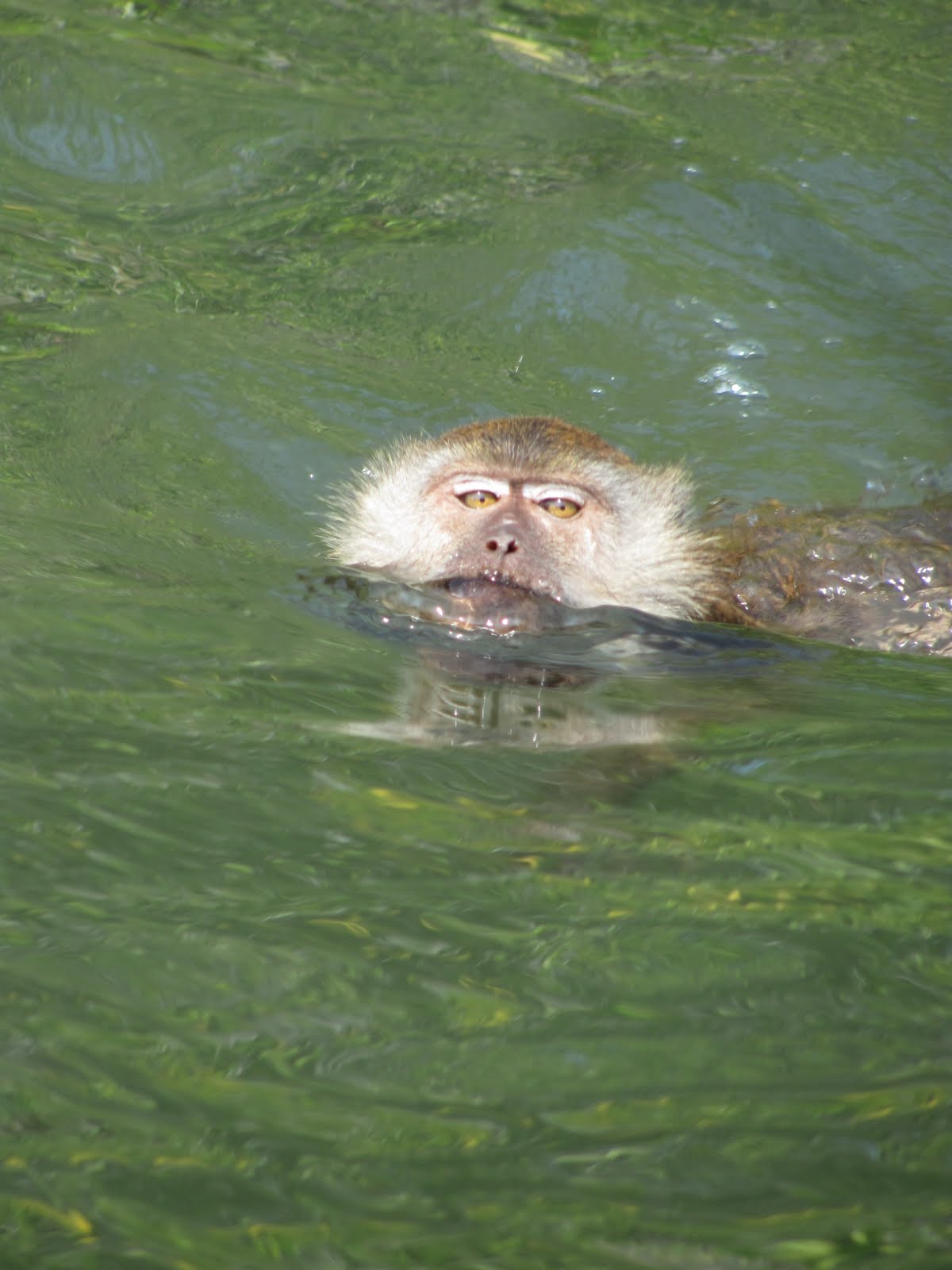 Mark McGinley's Fulbright in Malaysia: Swimming Monkeys