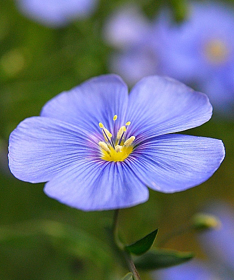 Dziennik Blondynki ;): Ziołowa Apteka - Len Zwyczajny