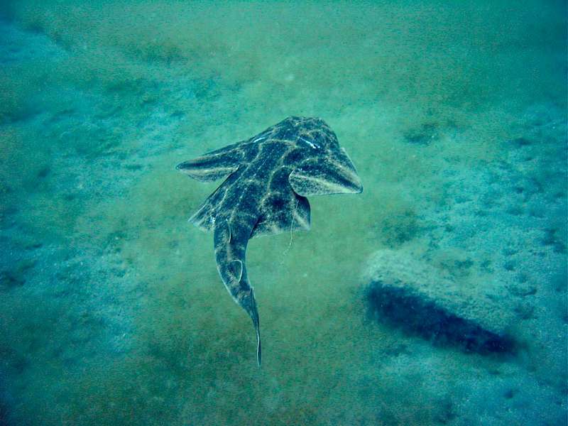 ANGEL SHARK | XAMOBOX.BLOGSPOT.COM, RELAX