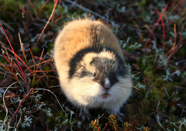 Clancy Tucker's Blog: 29 July 2018 - SOME FACTS ABOUT THE LEMMING
