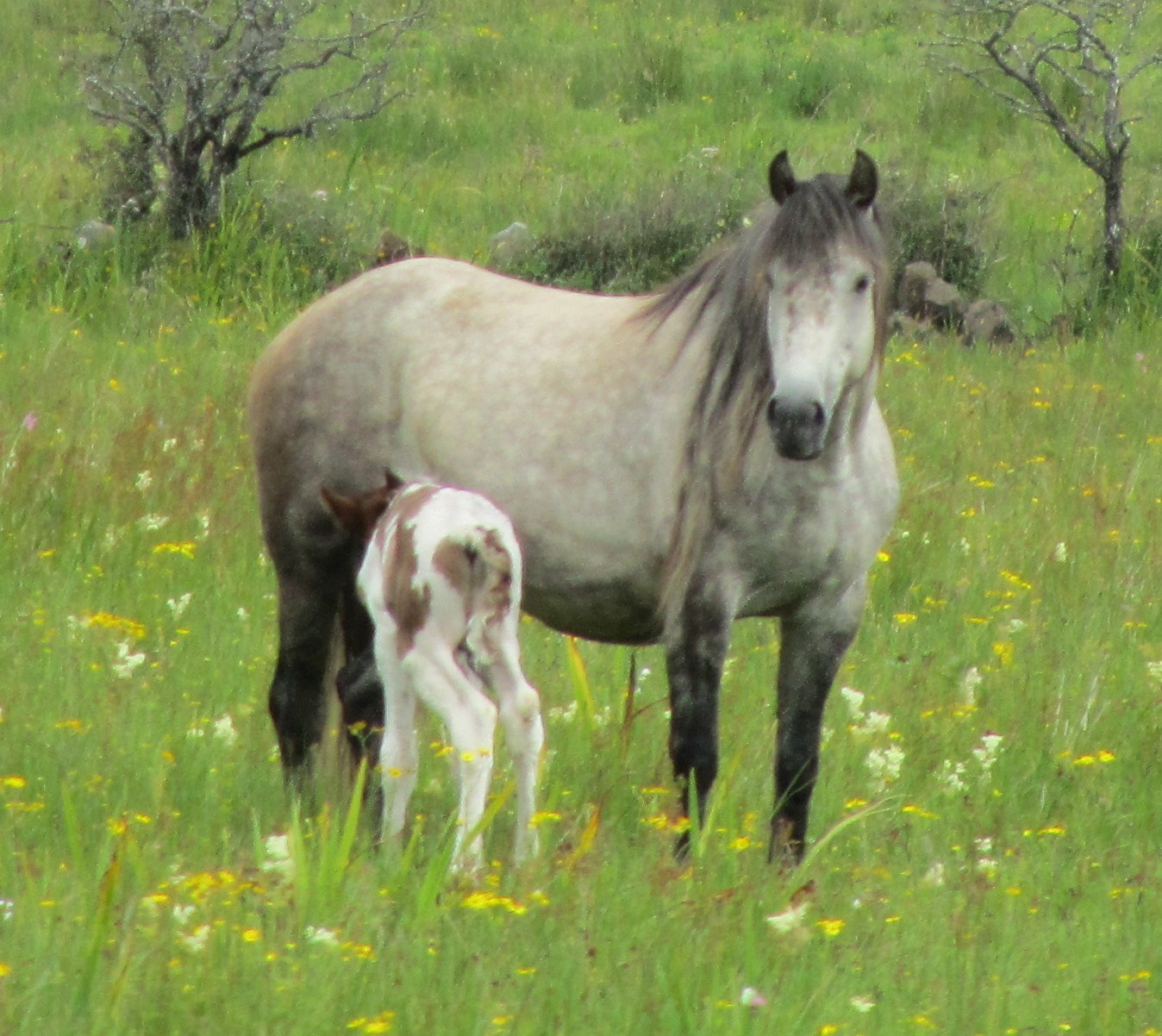NB The Puzzler: Upper Shannon Meanderings 18th – 26th July.