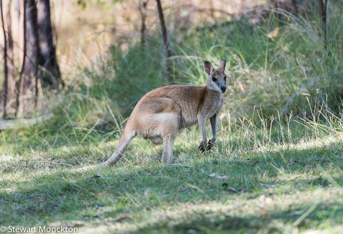 Paying Ready Attention - Photo Gallery: Agile Wallaby