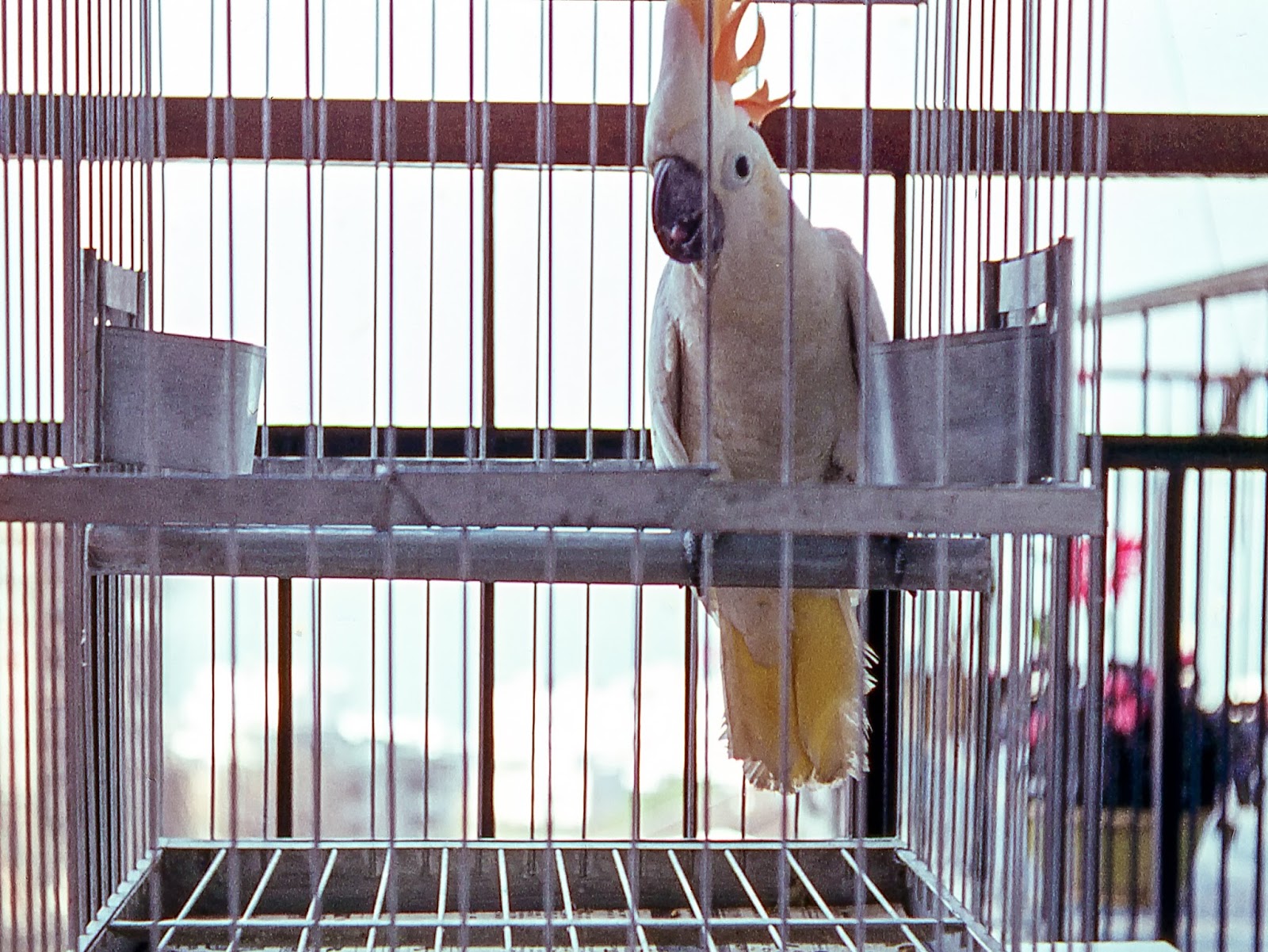 Zoology Jottings: The Yellow-crested or Lesser Sulphur-crested Cockatoo ...