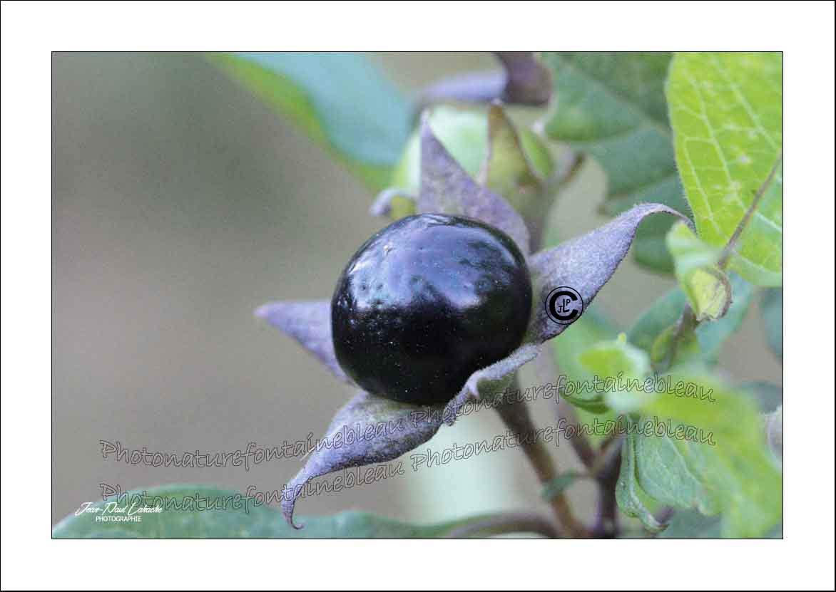 Belladone. Plantes Toxiques. Article 2018 065