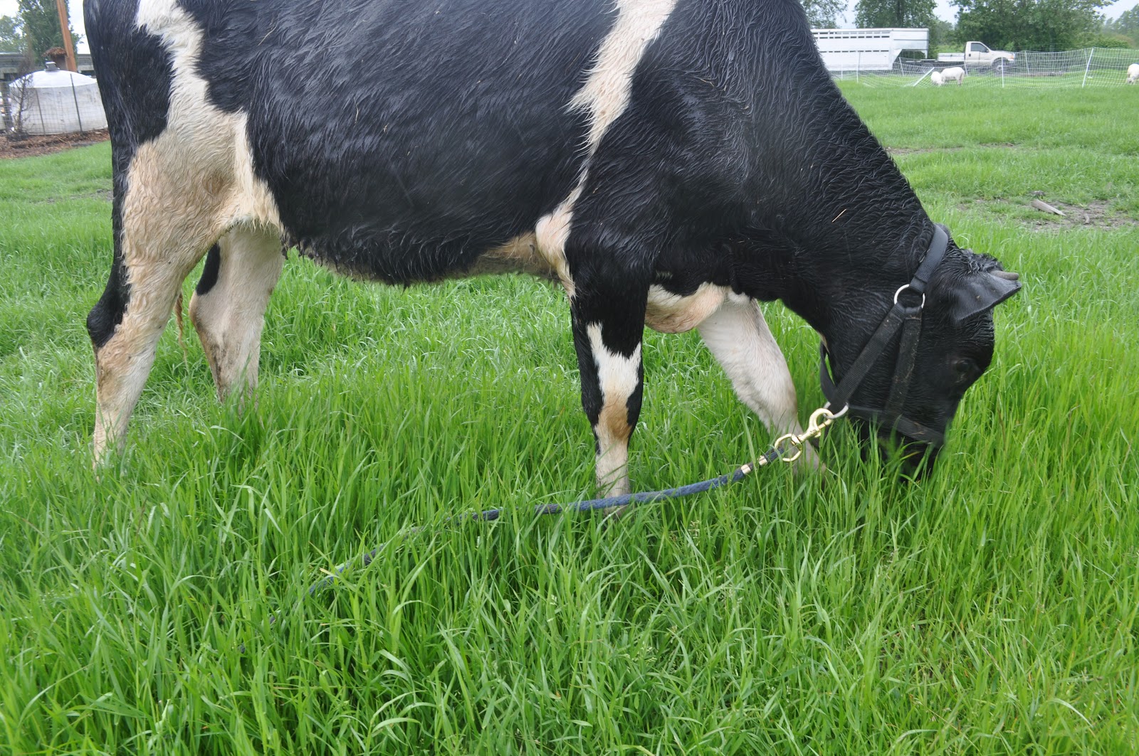 meat: Family Milk cow project: Raw milk and money