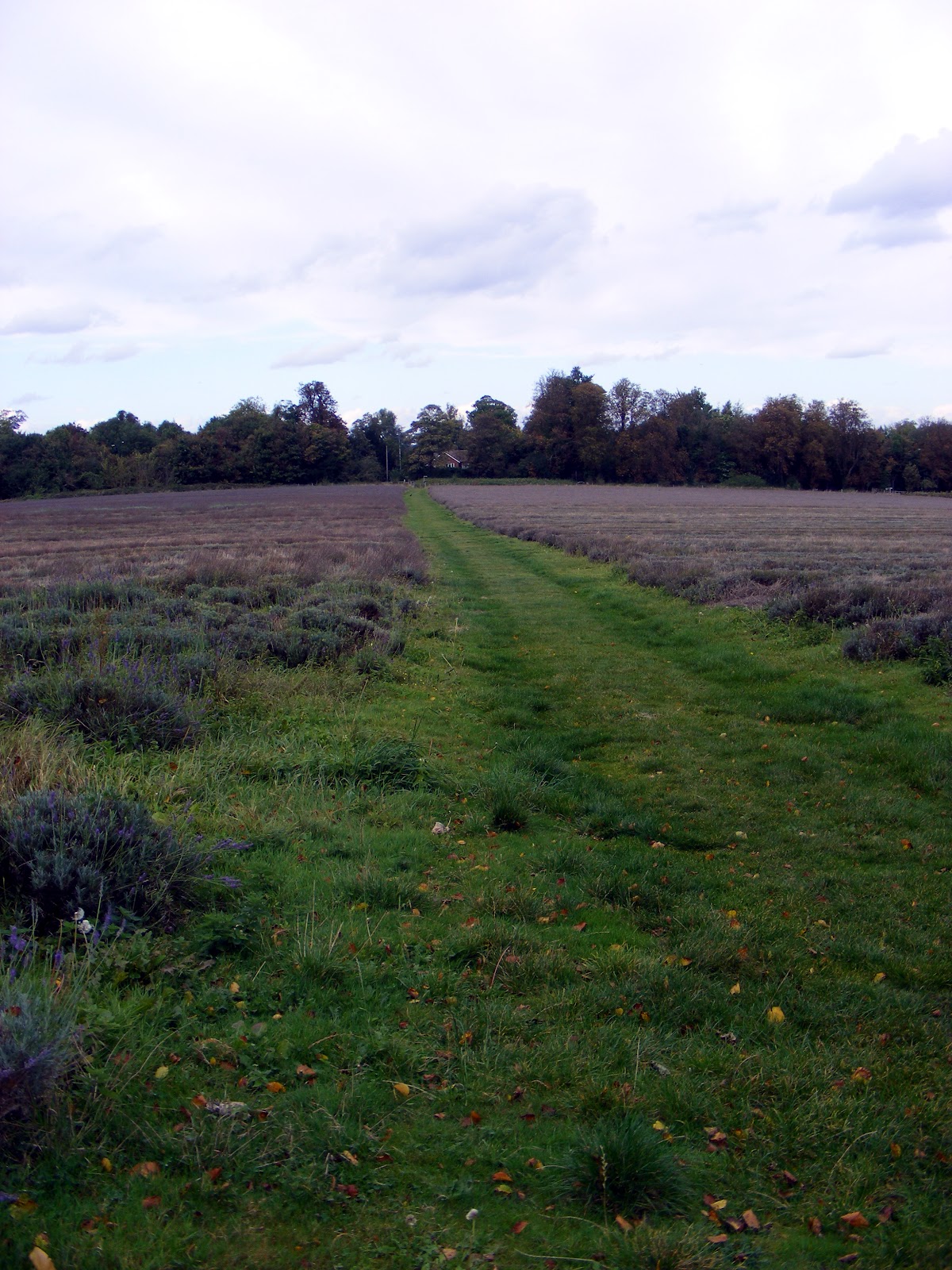 TheLondonLoop: London Loop-Hamsey Green to Banstead 3rd October 2012