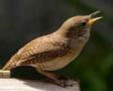 Welcome To the Blog of:MytsicSilks