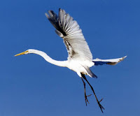 Universo Animal: Datos interesantes sobre las garzas