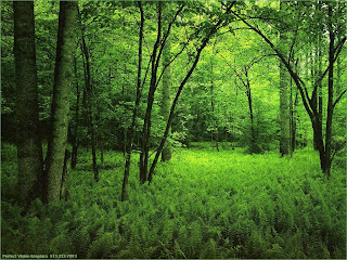 Yo leo, Yo comento: enero 2012