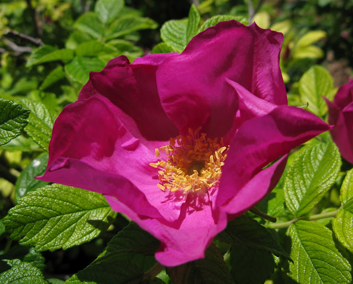 Flores y Palabras: abril 2012