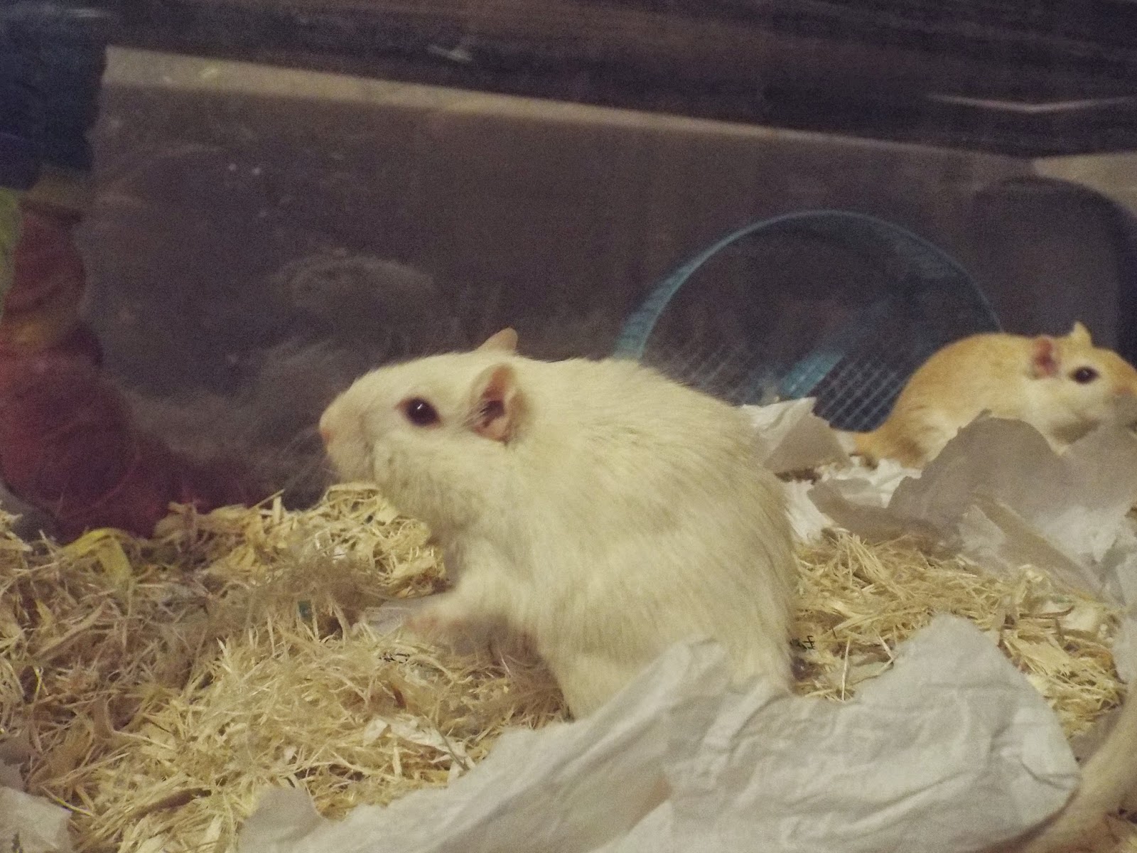 The Gerbil Journal: Colors