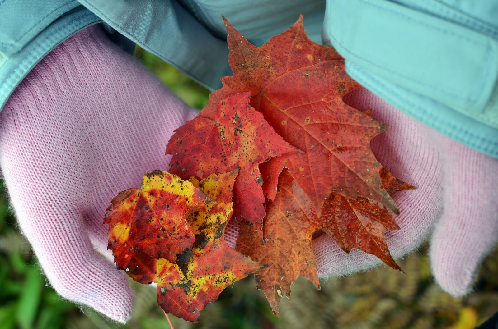 Michigan’s parks, trails and waterfalls provide great settings for leaf ...