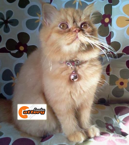 Kucing Persian di Kuantan Pahang Malaysia: Kucing Persian Kami