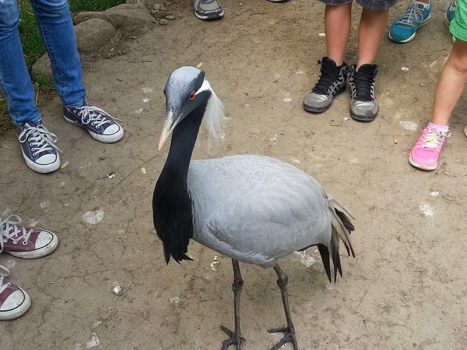 Safari West in Santa Rosa - Munchie Musings