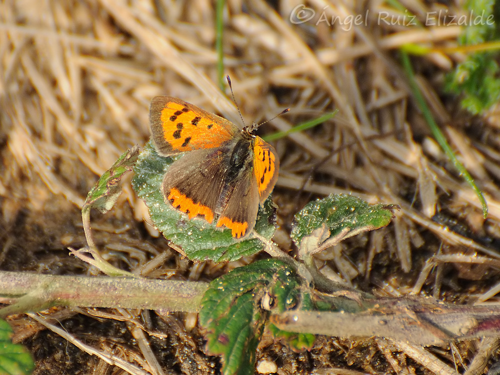 Aves de la Ría de Ajo: Sapuco colorao...