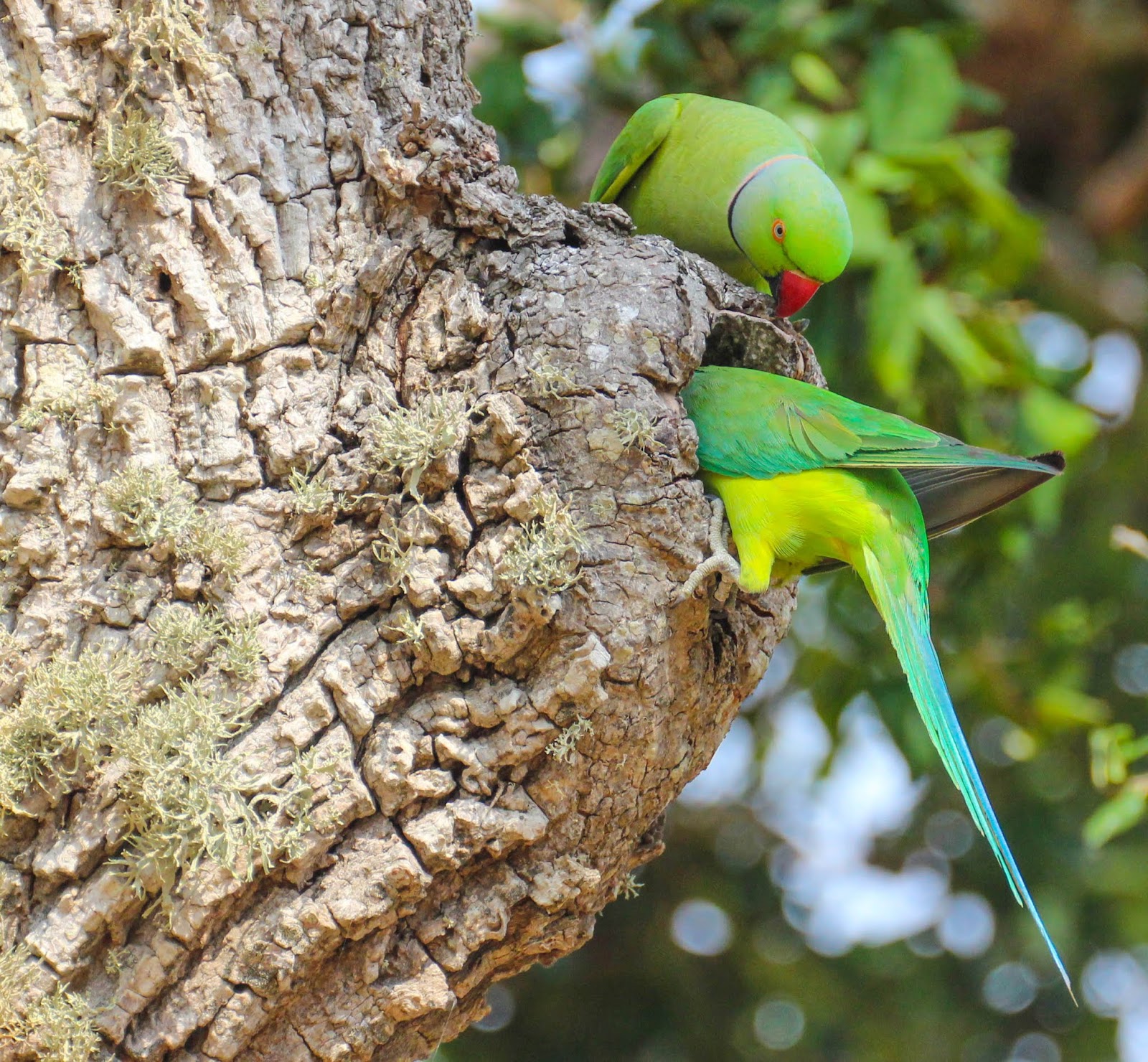 Cannundrums: Indian Rose-Ringed Parakeet