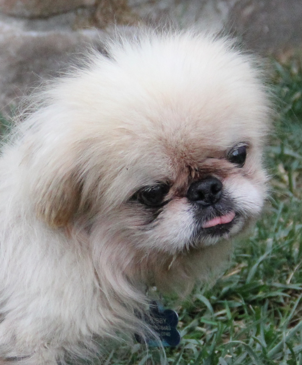 White Chubby Pekingese