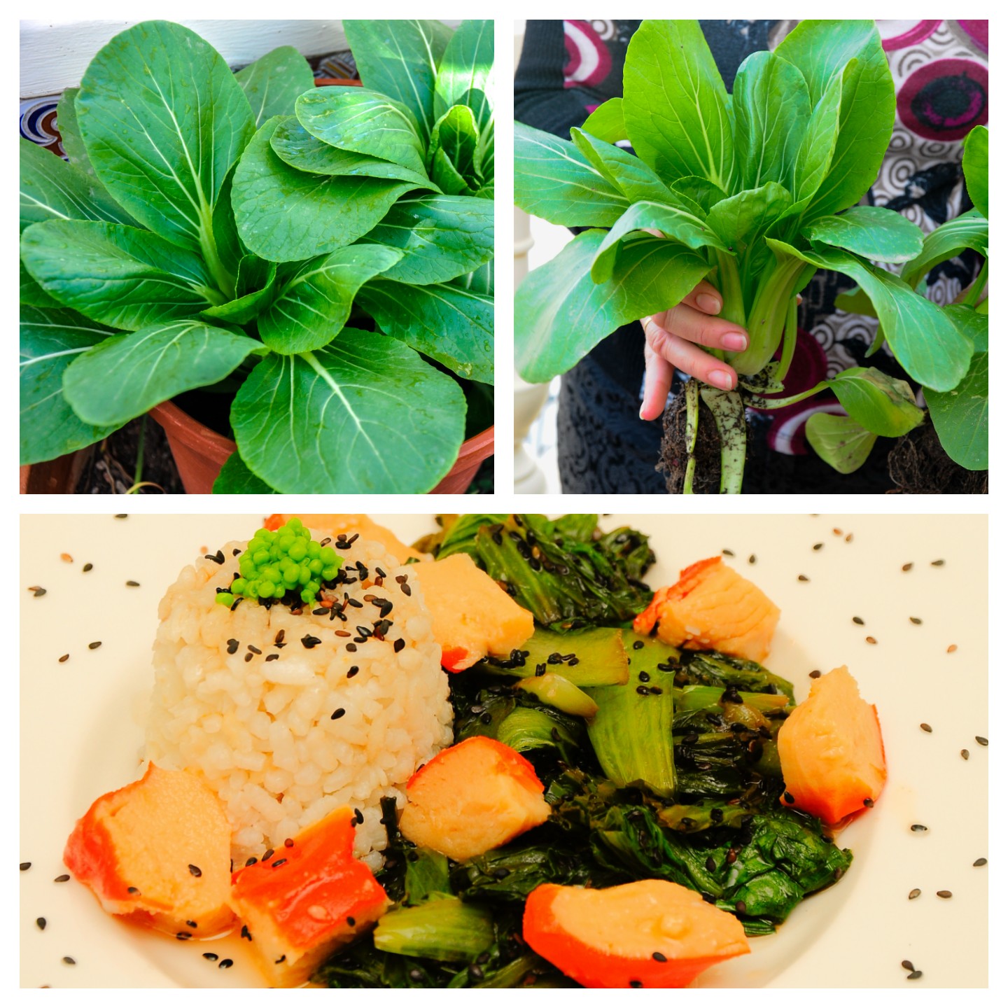 PAK CHOI AL VAPOR, CON ARROZ Y CANGREJO EN ACEITE DE OLIVA - Cocina con Ana