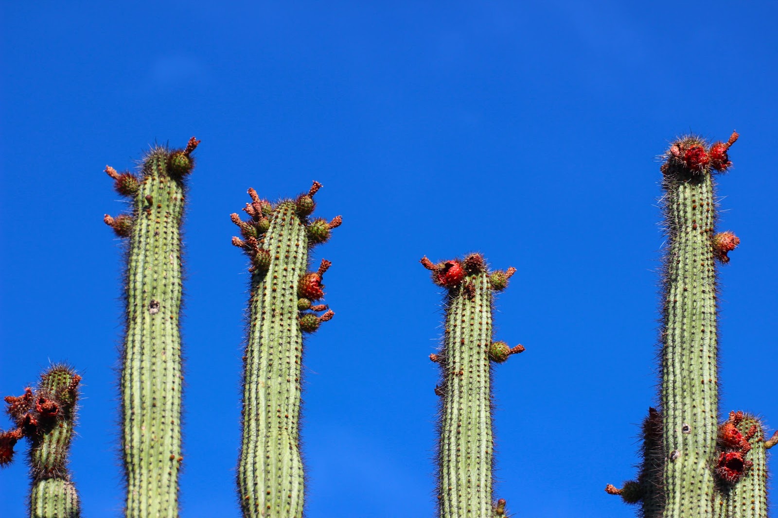 Cannundrums: Organ Pipe Cactus Fruit