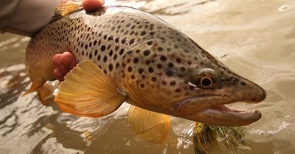 River Menace: Morning Fling