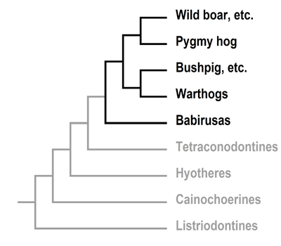 Synapsida: The Pig Family: Fossil Pigs