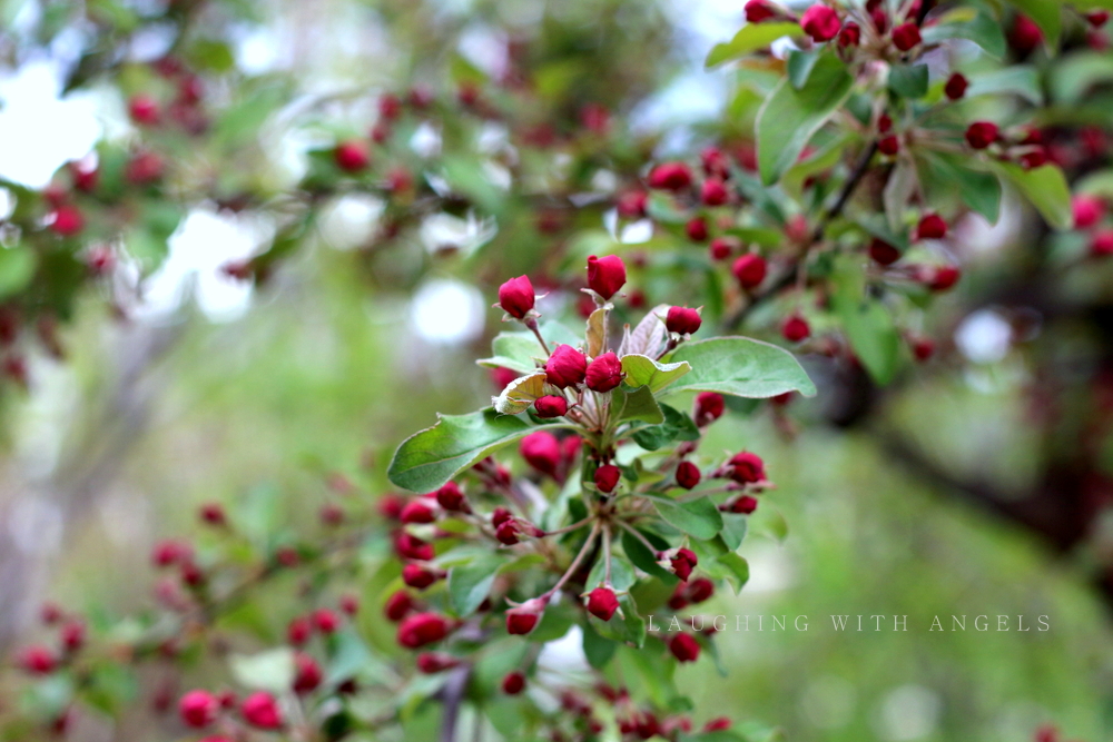 laughing with angels: The Centurion Crabapple tree