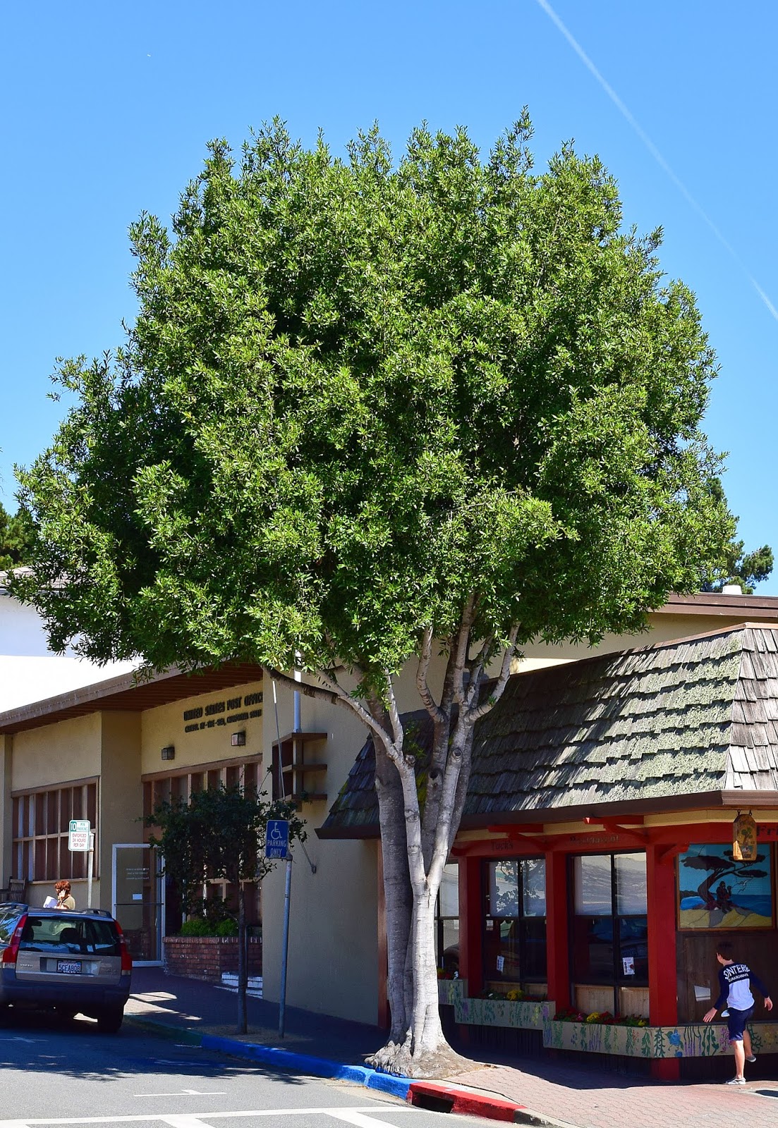 Friends of the Carmel Forest Tree Tour with Dr. Matt Ritter - June 2018