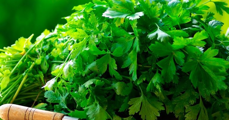 El Parroquiano: Culantro y cilantro, ¿son lo mismo?
