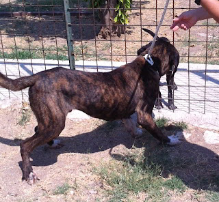 Adotta un cane a Siracusa: ADOTTATO!!! In regalo incrocio boxer tigrato ...