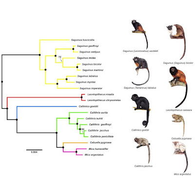 Species New to Science: [Mammalogy • 2018] Phenotypic Evolution in ...
