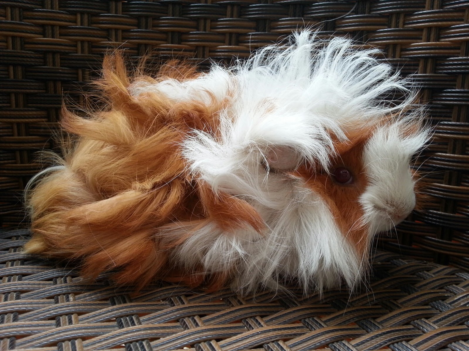 littlefurryones: August Sheeba Mini Yaks - ADOPTED