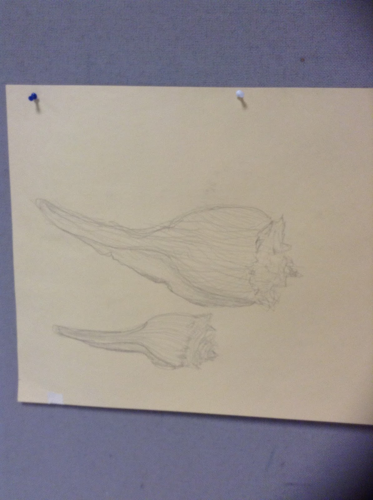 Draw/Paint 1: shell contour line drawing