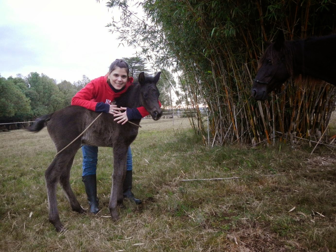 Manejo Integral del Caballo: Curso de Impronta en Potrillos Recién Nacidos